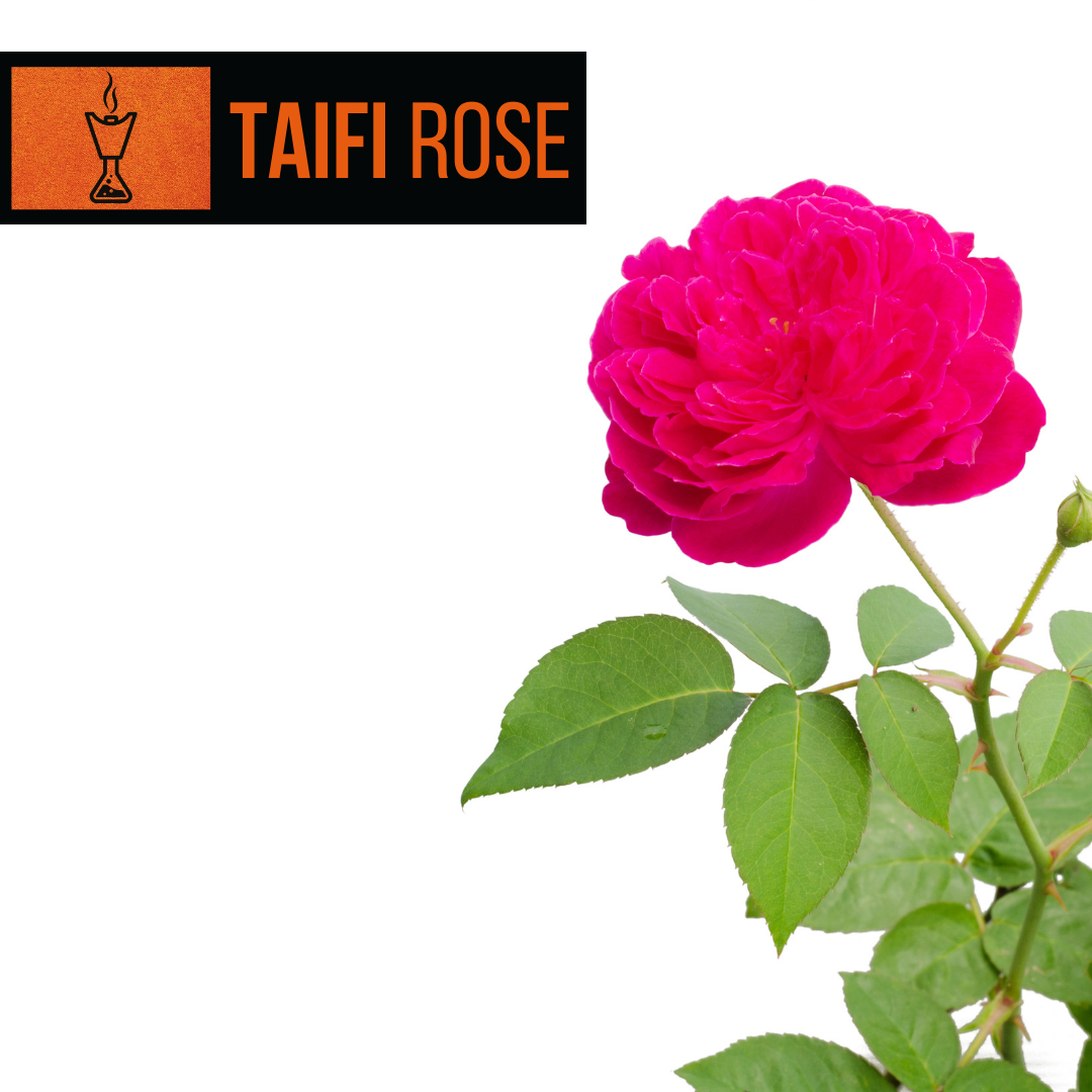 Taifi Rose – The Oud Lab